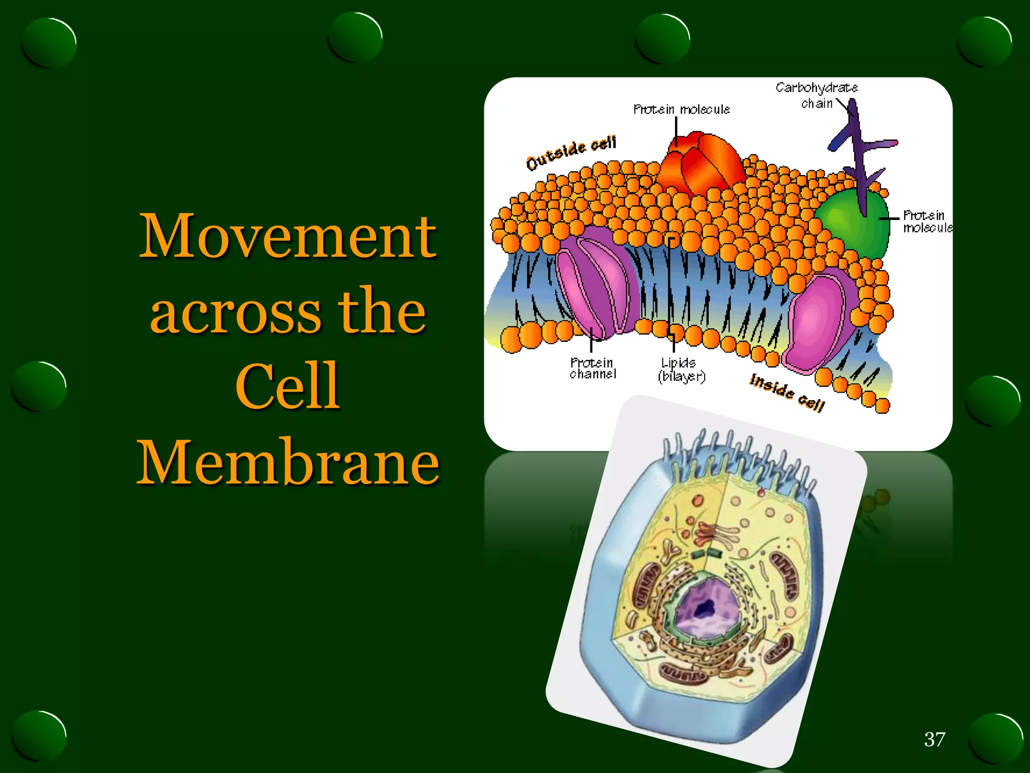 Plasma/Cell Membrane | PPTX