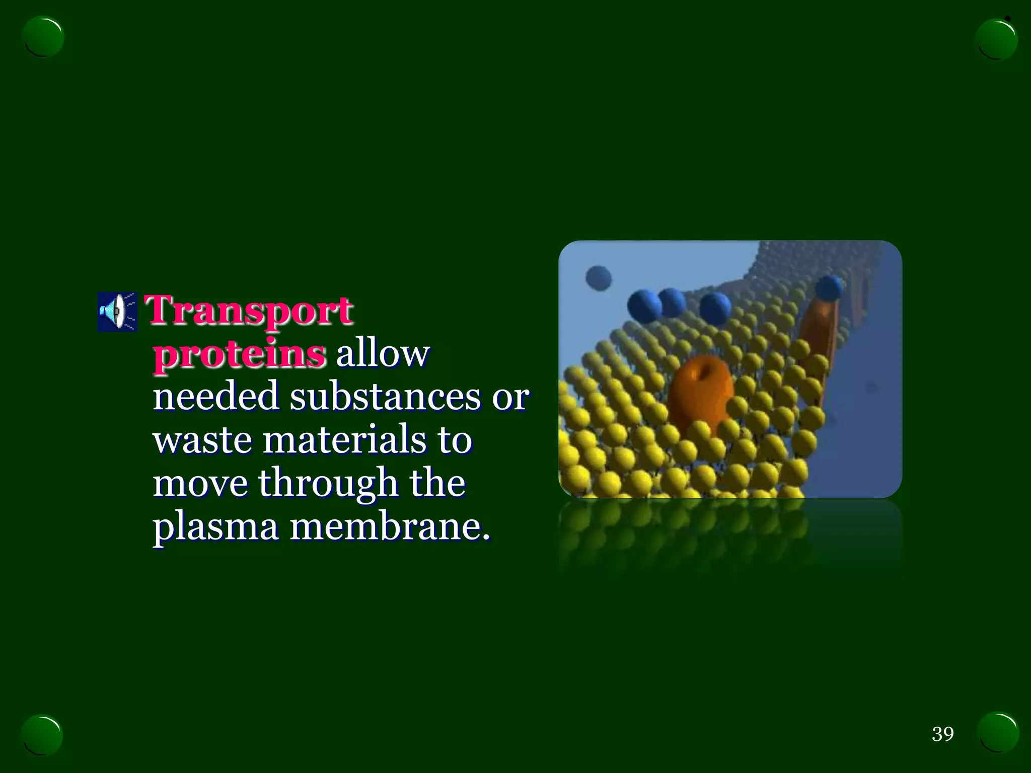 Plasma/Cell Membrane | PPT