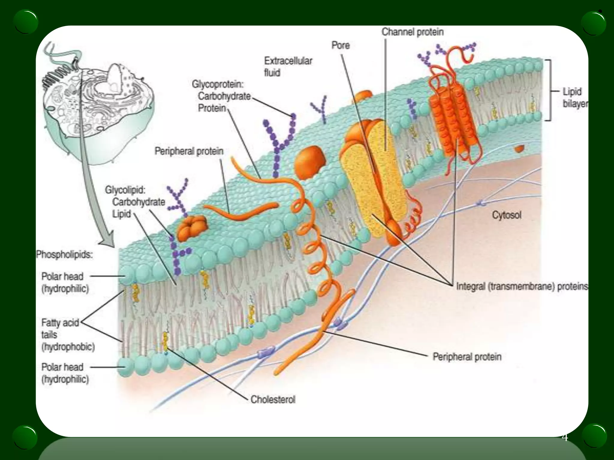 Plasma/Cell Membrane | PPTX