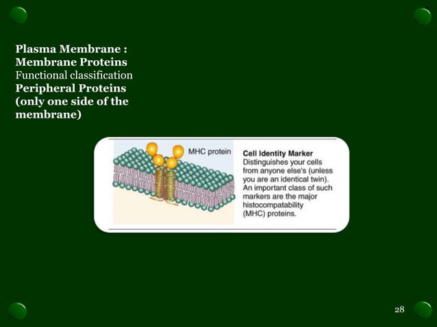 Plasma/Cell Membrane | PPTX | Chemistry | Science