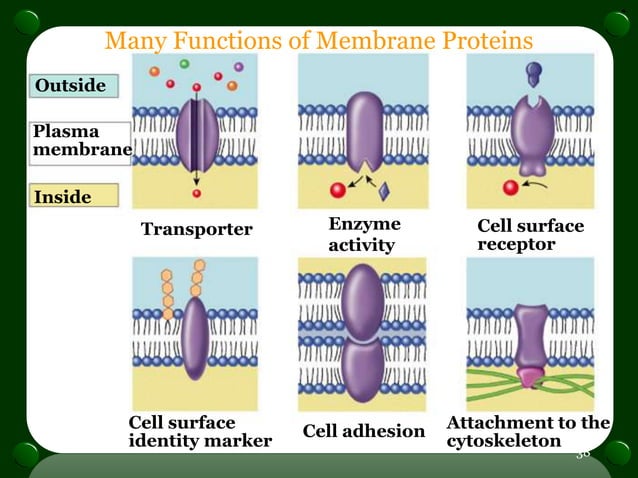 Plasma/Cell Membrane | PPTX | Chemistry | Science