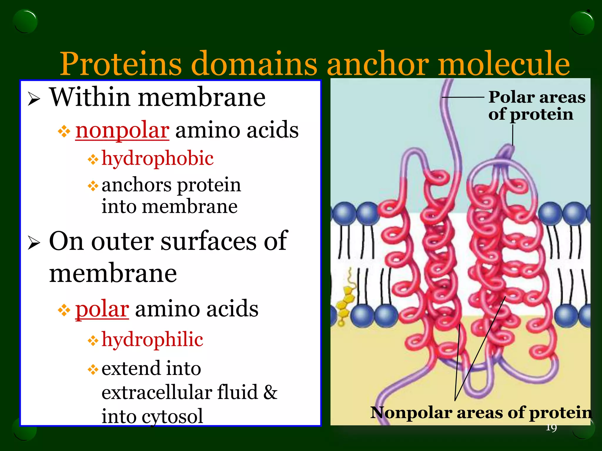 plasma membrane and its receptors in full detail biochemistry | PPT