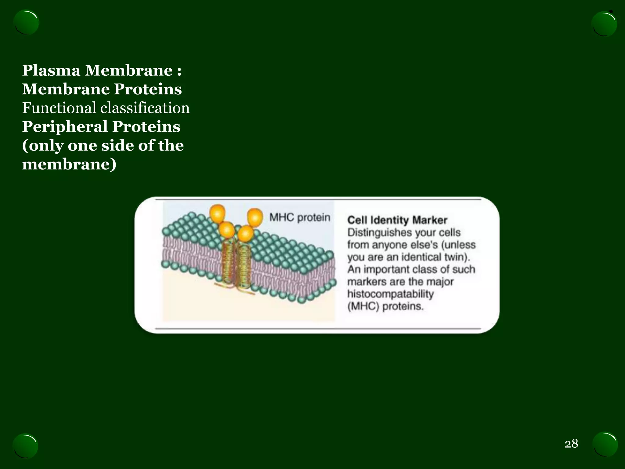 plasma membrane and its receptors in full detail biochemistry | PPT