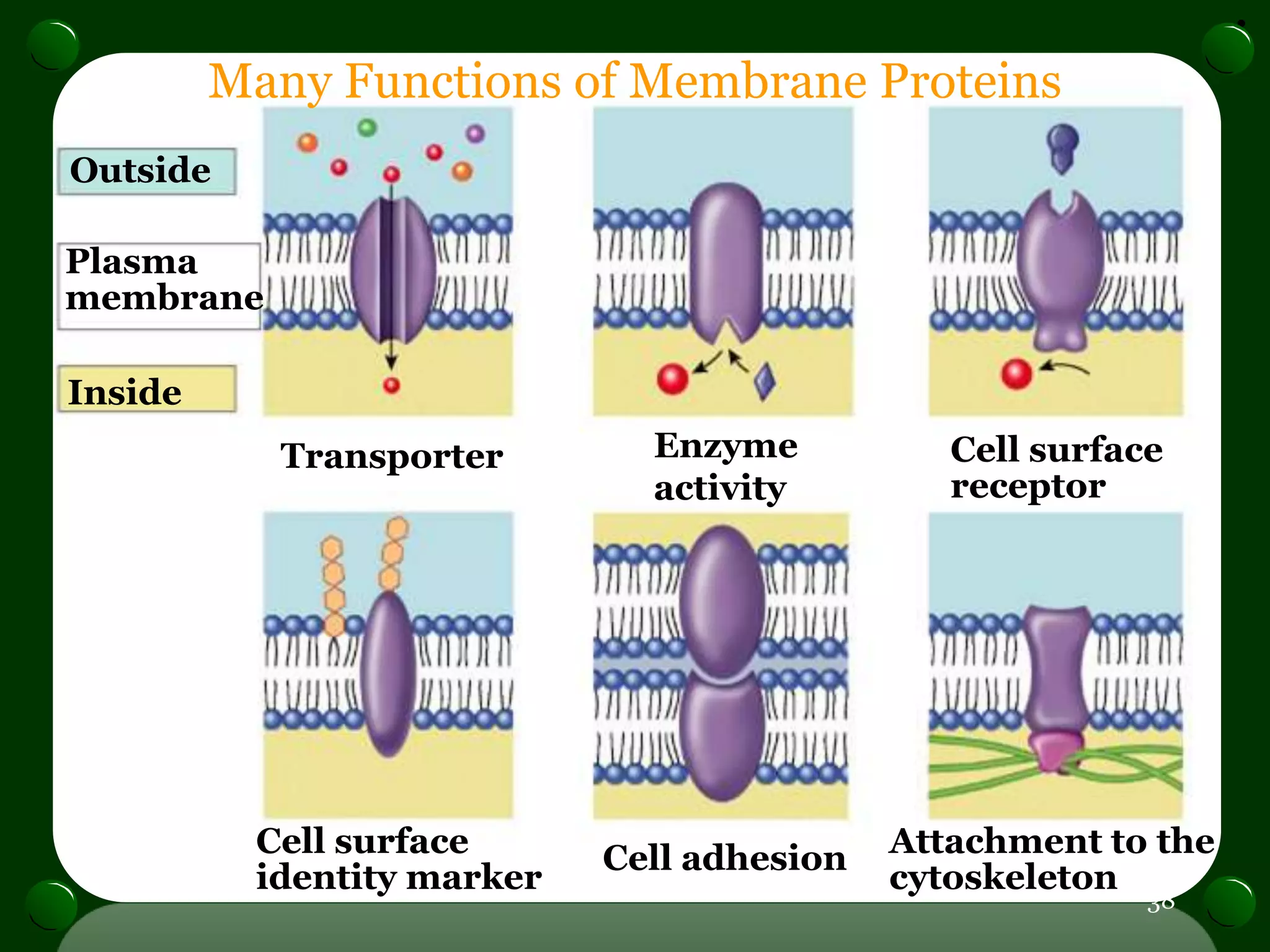 plasma membrane and its receptors in full detail biochemistry | PPT