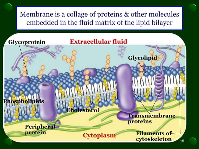 plasma membrane and its receptors in full detail biochemistry | PPT