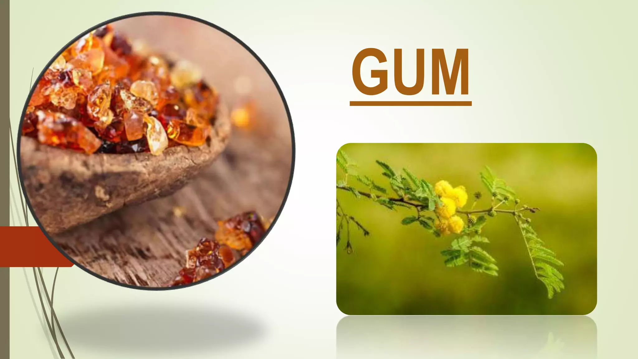 Plant Gum by rushikesh kale | PPTX