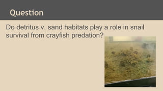 Crayfish Predation on Snails in Different Environments | PPTX