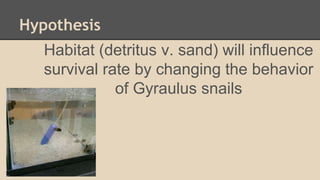 Crayfish Predation on Snails in Different Environments | PPT