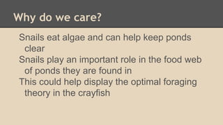 Crayfish Predation on Snails in Different Environments | PPTX