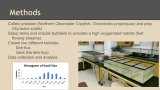 Crayfish Predation on Snails in Different Environments | PPTX