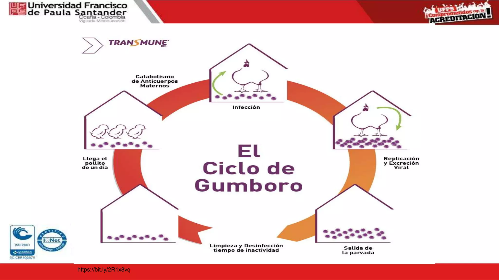 Enfermedad del Gumboro | PPTX | Infectious Diseases | Diseases and ...