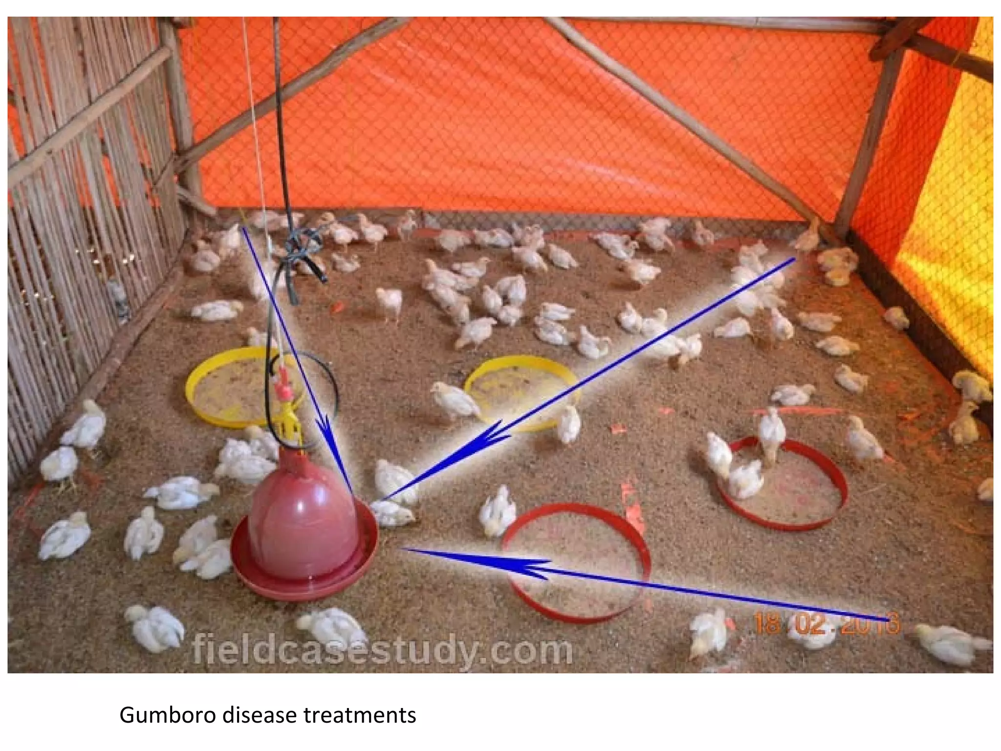 Gumboro diseases, infectious bursal disease symptoms in chickens | PPT