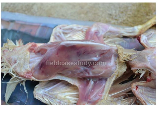 Gumboro diseases, infectious bursal disease symptoms in chickens | PPT