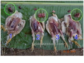 Gumboro diseases, infectious bursal disease symptoms in chickens | PPT