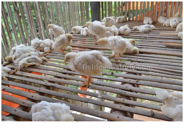 Gumboro diseases, infectious bursal disease symptoms in chickens | PPT
