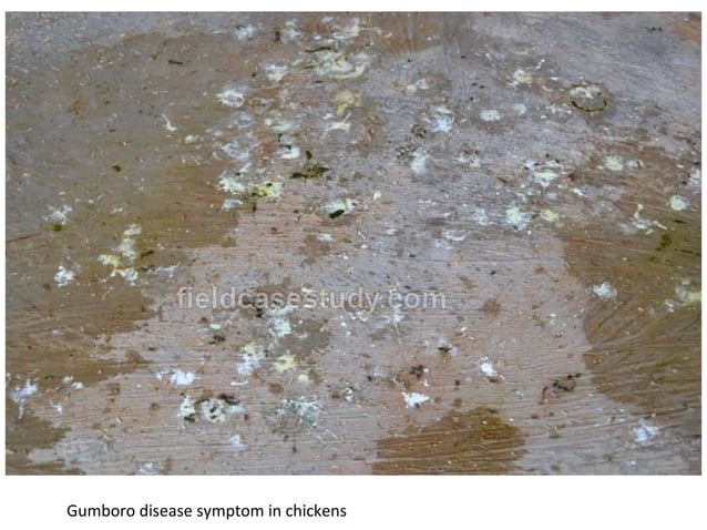 Gumboro diseases, infectious bursal disease symptoms in chickens | PPT ...