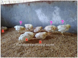 Gumboro diseases, infectious bursal disease symptoms in chickens | PPT