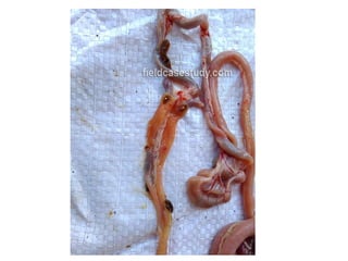 Gumboro diseases, infectious bursal disease symptoms in chickens | PPT
