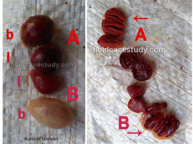 Gumboro diseases, infectious bursal disease symptoms in chickens