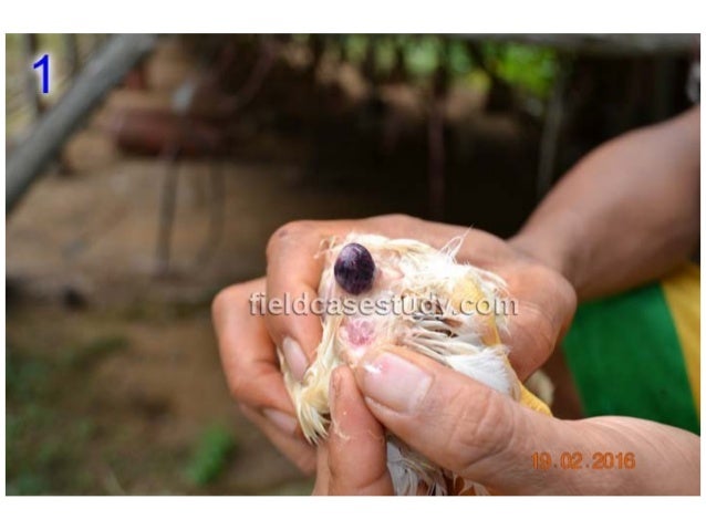 Gumboro diseases, infectious bursal disease symptoms in chickens