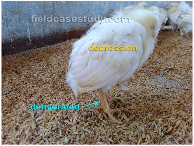 Gumboro diseases, infectious bursal disease symptoms in chickens