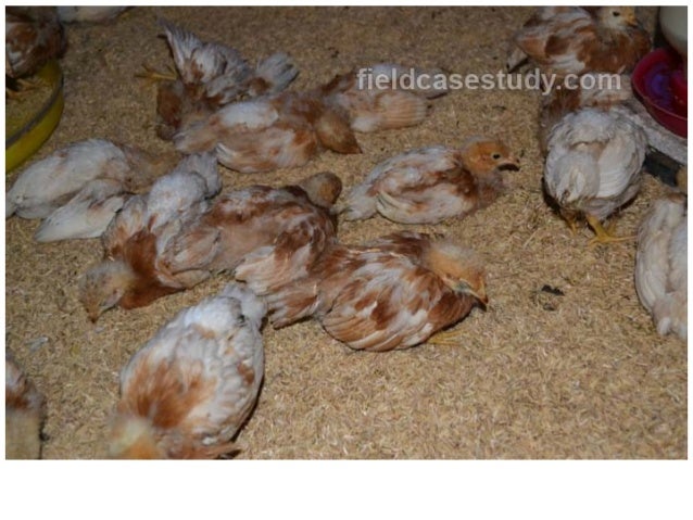 Gumboro diseases, infectious bursal disease symptoms in chickens