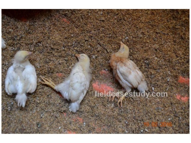 Gumboro diseases, infectious bursal disease symptoms in chickens
