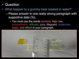 Osmosis Gummy Bear Lesson PowerPoint, Cell Biology, Cell Transport | PPTX