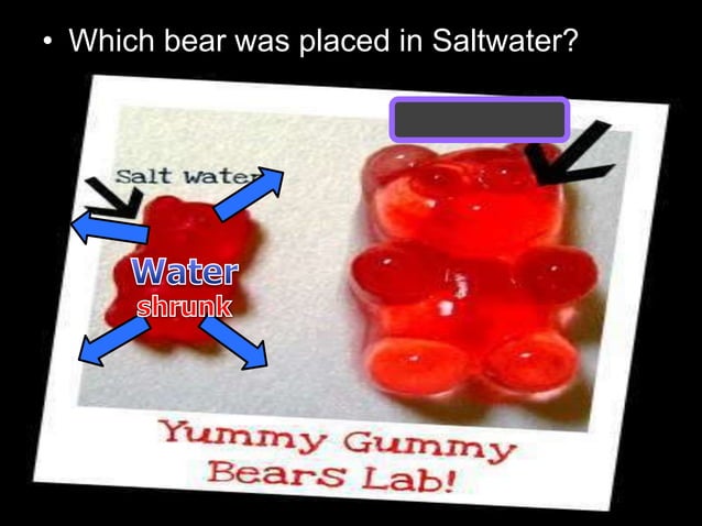 Osmosis Gummy Bear Lesson PowerPoint, Cell Biology, Cell Transport | PPT