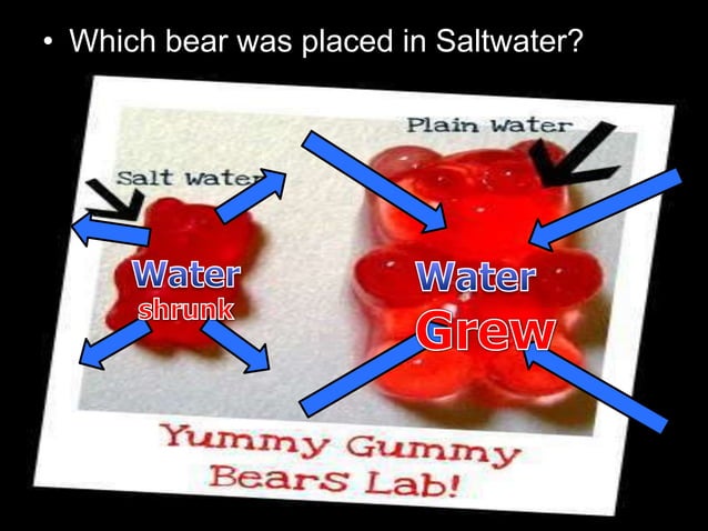 Osmosis Gummy Bear Lesson PowerPoint, Cell Biology, Cell Transport | PPTX