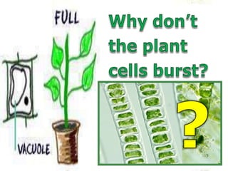 Osmosis Gummy Bear Lesson PowerPoint, Cell Biology, Cell Transport | PPTX