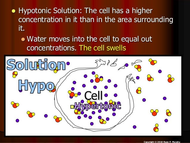 Osmosis Gummy Bear Lesson Powerpoint Cell Biology Cell