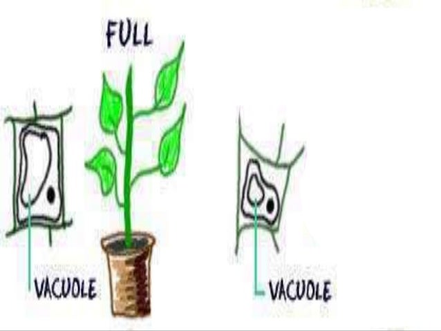 Osmosis Gummy Bear Lesson Powerpoint Cell Biology Cell