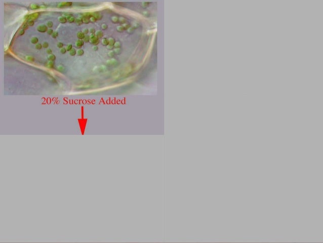 Osmosis Gummy Bear Lesson Powerpoint Cell Biology Cell