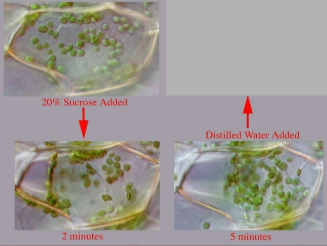 Osmosis Gummy Bear Lesson Powerpoint Cell Biology Cell