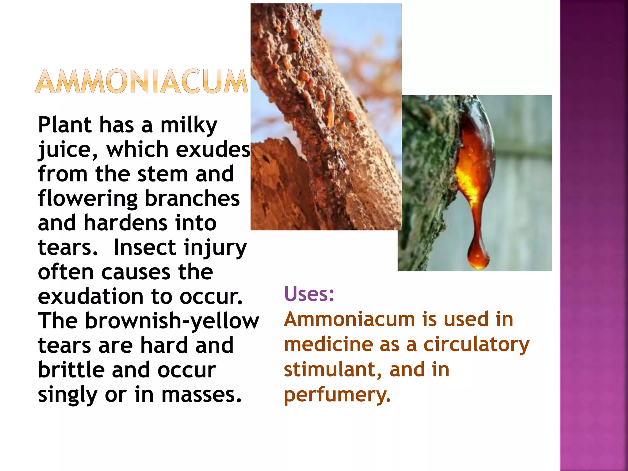 Gum resins in plants | PPTX