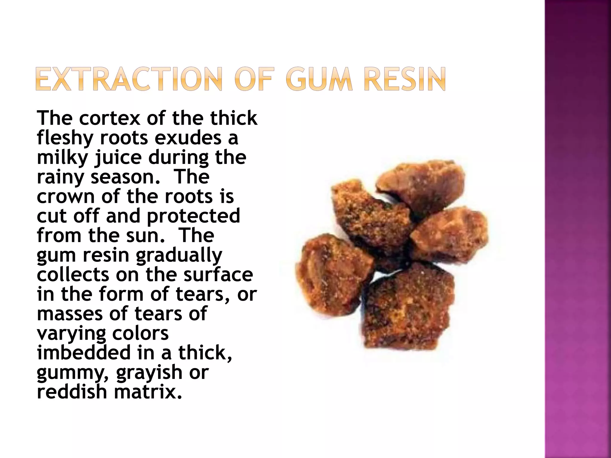 Gum resins in plants | PPTX