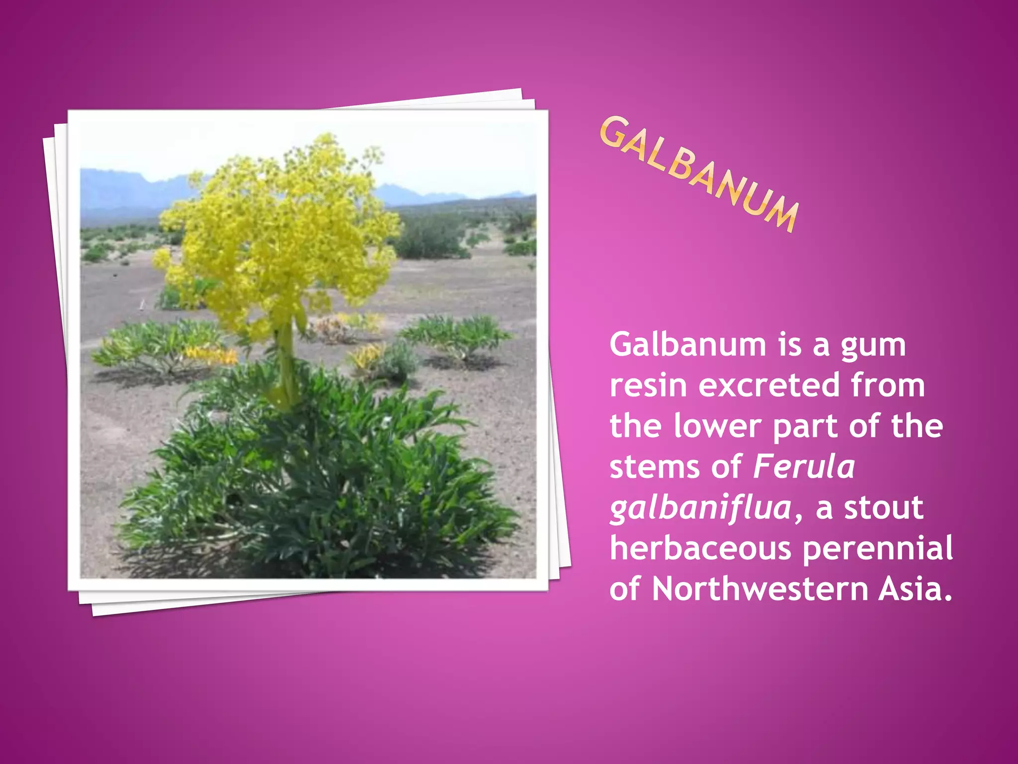 Gum resins in plants | PPTX