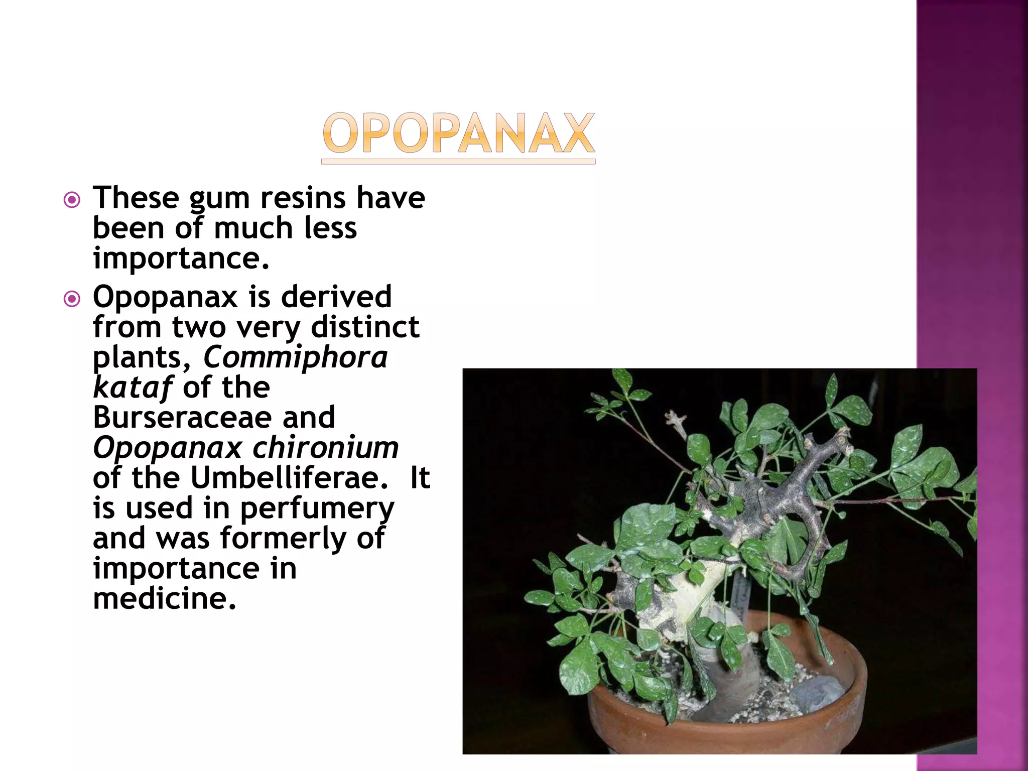 Gum resins in plants | PPTX