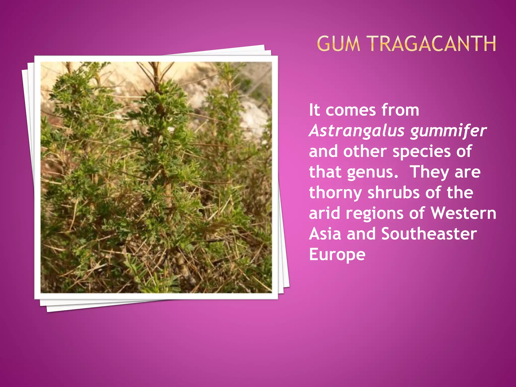 Gum resins in plants | PPTX