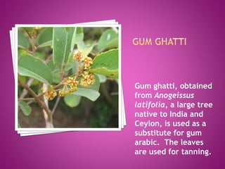 Gum resins in plants | PPTX