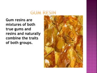 Gum resins in plants | PPTX