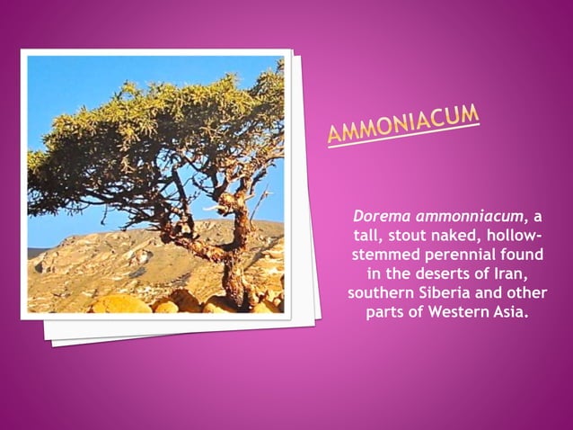 Gum resins in plants | PPTX