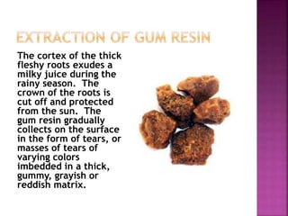 Gum resins in plants | PPTX