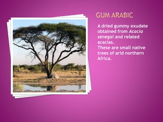Gum resins in plants | PPTX