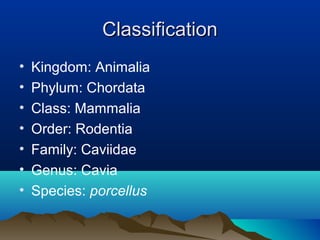 Guniea pig notes | PPT