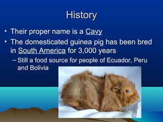 Guniea pig notes | PPT | Cats | Pets