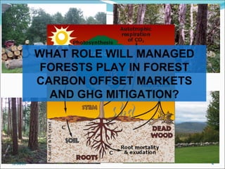 Forest Carbon Offsets: A scorecard for evaluating project quality | PPT