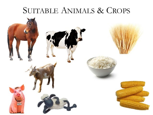 Guns Germs and Steel for Startups