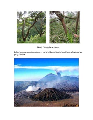 Artikel Gunung bromo dan kaldera tengger | DOCX